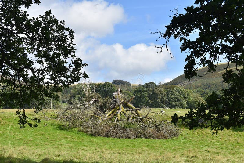 Tree Snapped and Laid in Field Stock Photo - Image of crop, laid: 232025594
