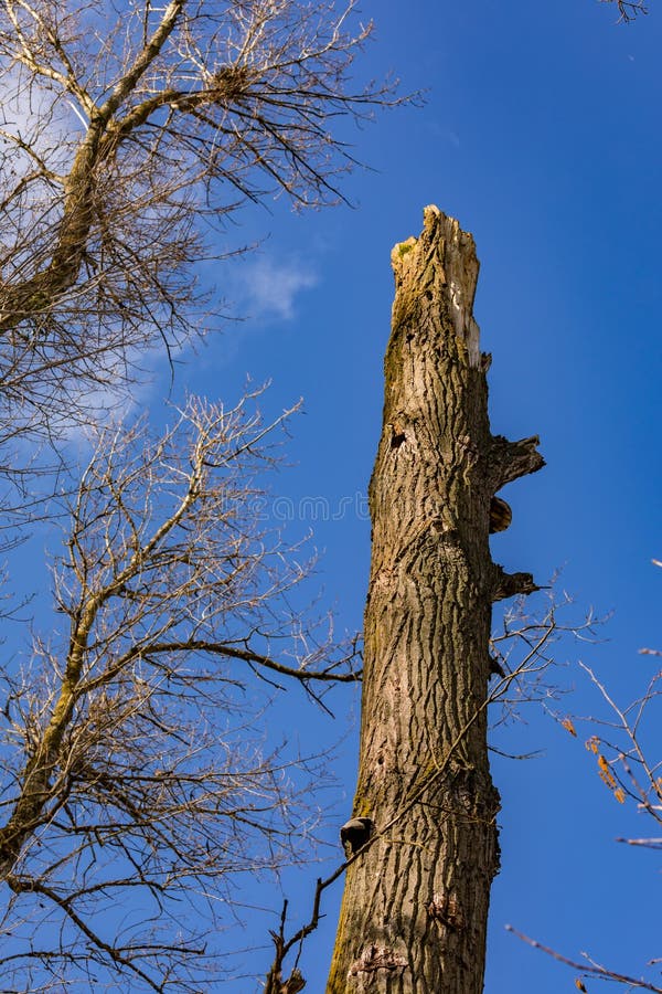 A Tree Snapped Like a Match during a Strong Storm Stock Image - Image ...
