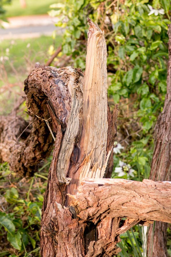 Snapped Tree stock image. Image of storm, insurance, nature - 31671895