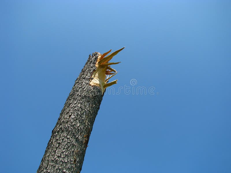 Tree snapped by wind stock image. Image of storm, line - 80415533