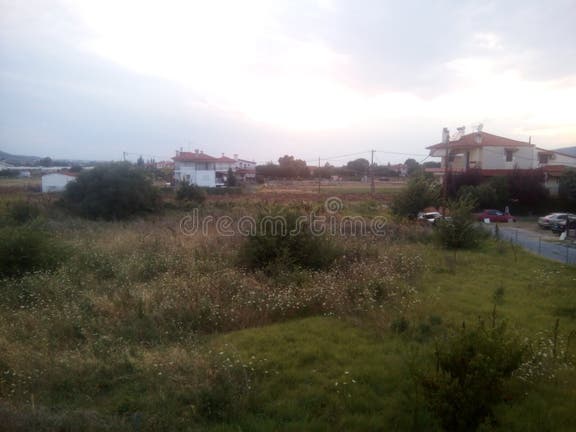 Tree snapping at day time stock photo. Image of snap - 153780588