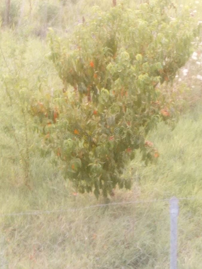 Tree snapping at day time stock image. Image of snap - 153780603