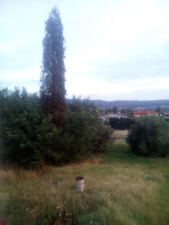 Tree snapping at day time stock image. Image of time - 153780625