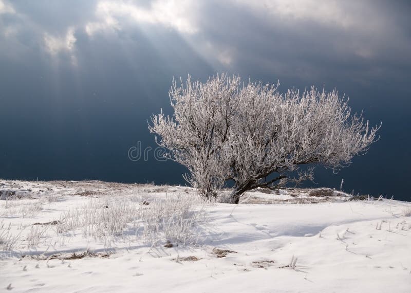Tree in snow stock photo. Image of snow, january, travel - 11485972