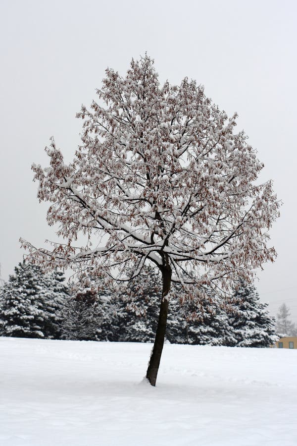 Tree and Snow stock image. Image of december, beautiful - 13197705