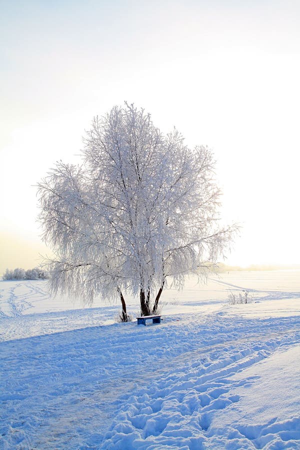 Tree in snow stock photo. Image of cold, branch, landscape - 16536784