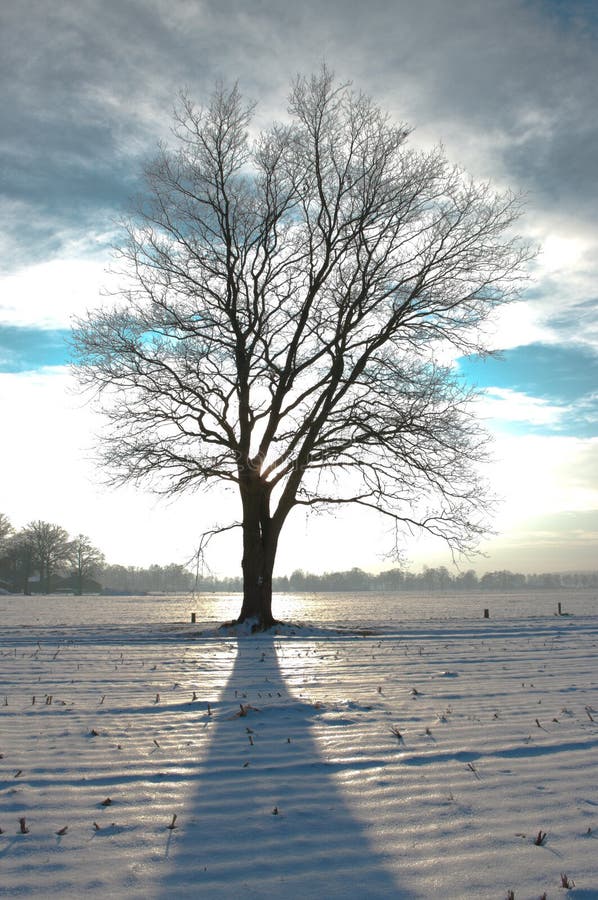 Tree in snow stock photo. Image of nature, blue, tree - 17907082