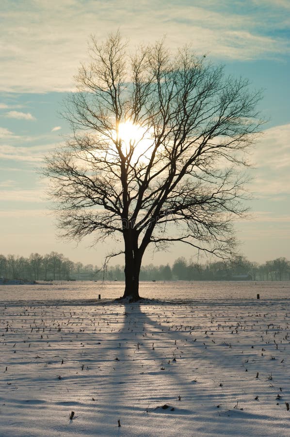Tree in snow stock photo. Image of chilly, hoar, snowy - 17907206