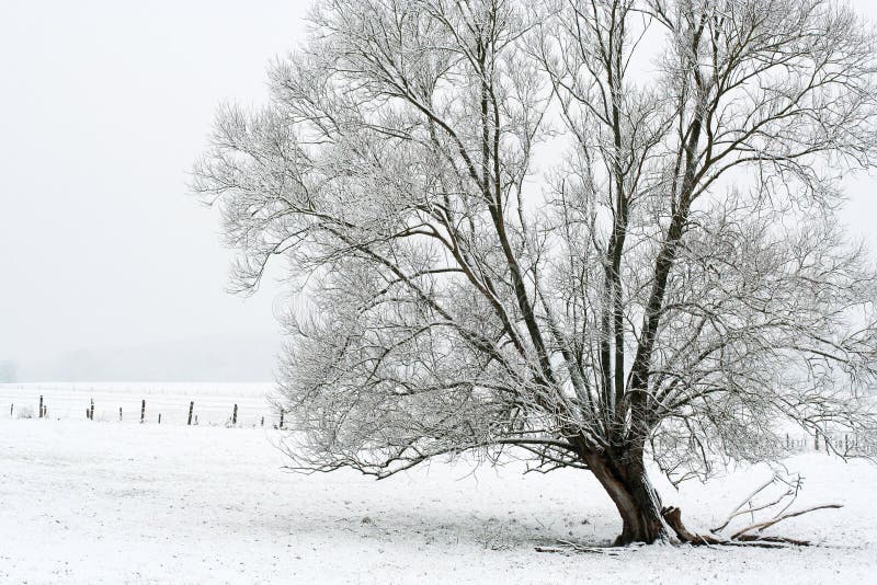 Tree with snow stock image. Image of loneliness, enneig - 2091427