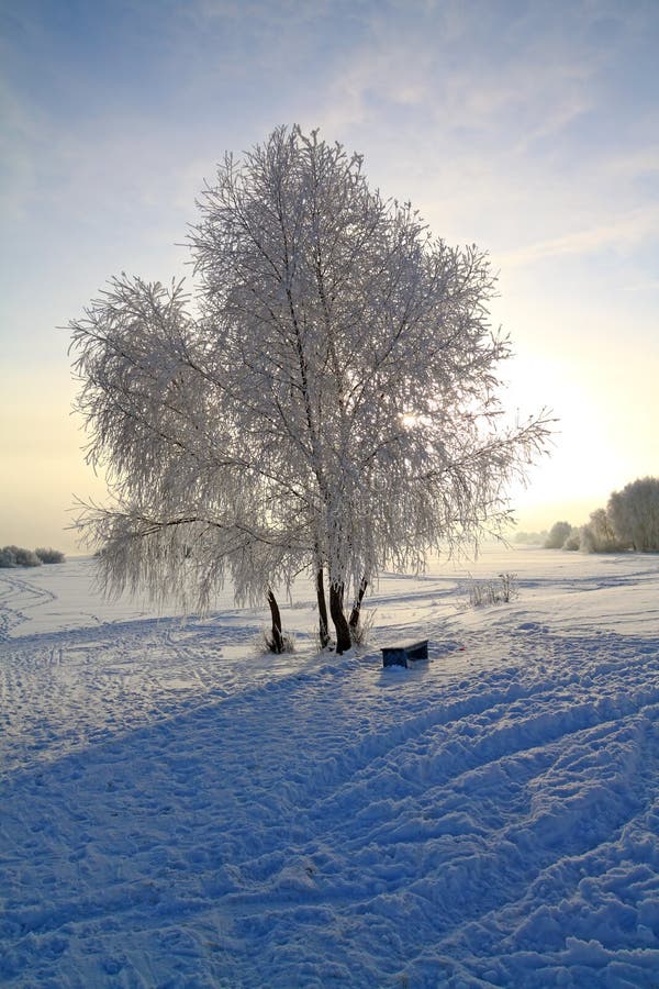 Tree in snow stock photo. Image of freshness, climate - 21215916