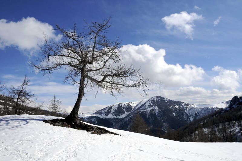 Tree In The Snow Picture. Image: 4797278