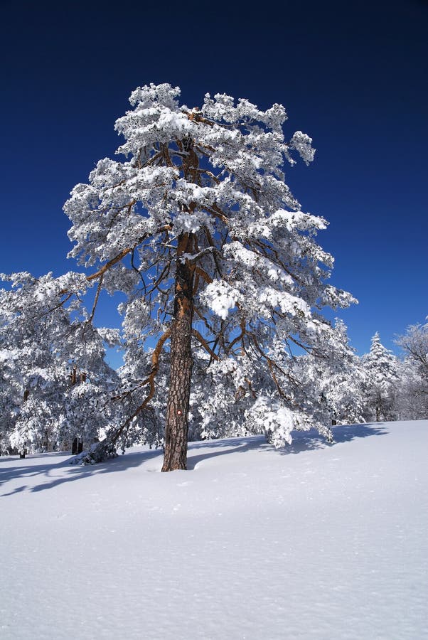 Tree in Snow stock photo. Image of season, trees, outdoors - 7383992