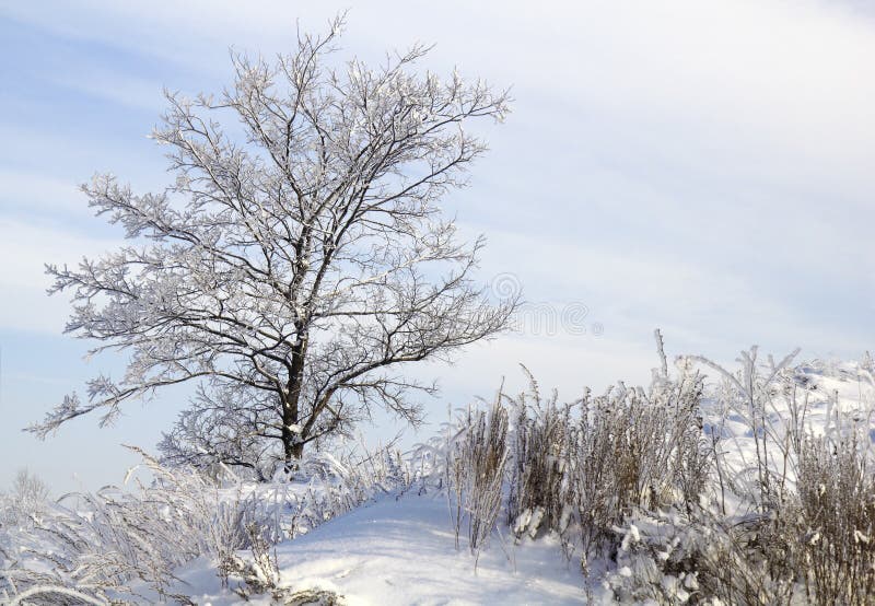 Tree in Snow Against Blue Sky. Winter Scene. Stock Image - Image of ...