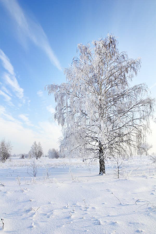 Tree in Snow Against Blue Sky. Winter Scene. Stock Photo - Image of ...