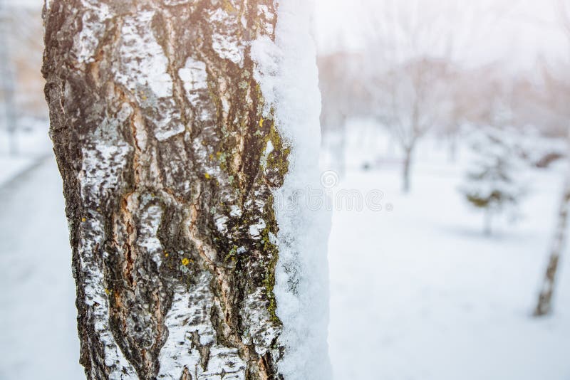 Snow on Bark stock image. Image of frozen, forming, interesting - 95348437