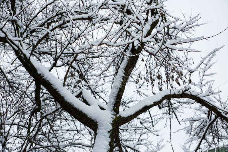 Snow on Bark stock image. Image of frozen, forming, interesting - 95348437
