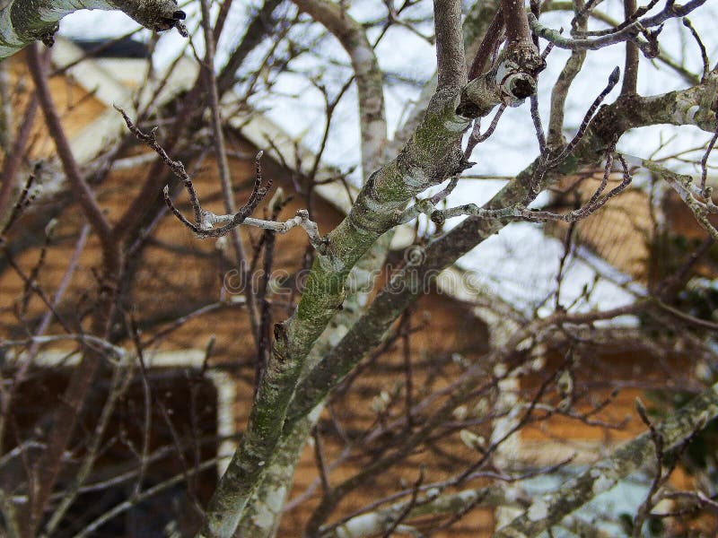 645 Tree Limbs Snow Stock Photos - Free & Royalty-Free Stock Photos ...