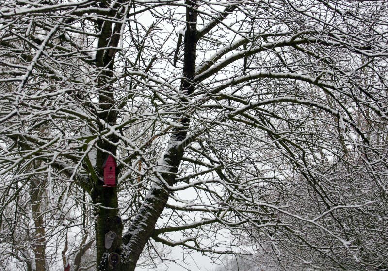 Tree with Snow and Bird House Stock Photo - Image of snow, birds: 88109240