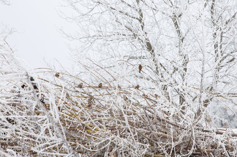 Tree in the Snow, Birds in the Snow Stock Photo - Image of decoration ...