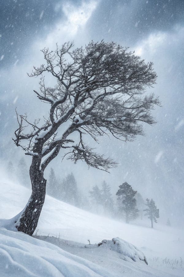 Tree in Snow Blizzard stock illustration. Illustration of scene - 366923246