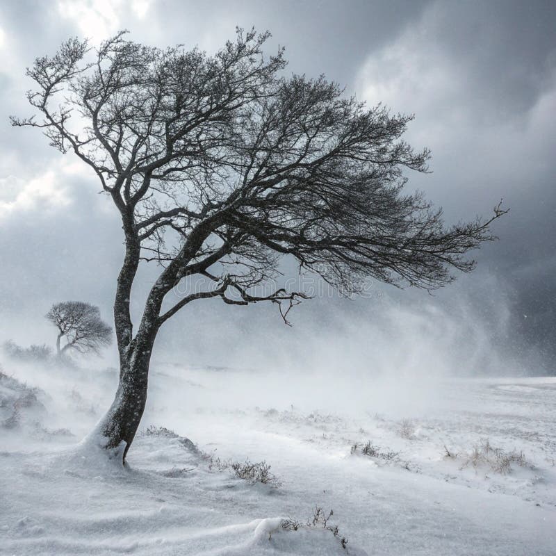Tree in Snow Blizzard stock illustration. Illustration of fury - 366939109