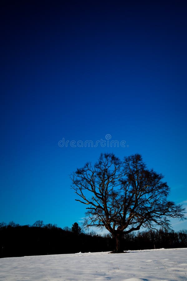 Tree in the Snow with Blue Sky Stock Photo - Image of foliage, grey ...