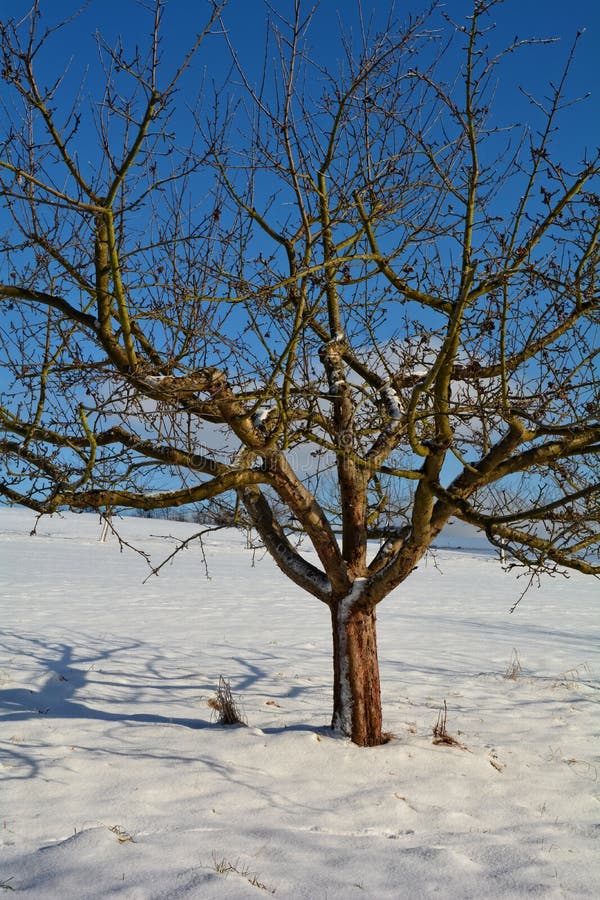 A Tree in the Snow with Blue Sky Stock Image - Image of trunk, snow ...