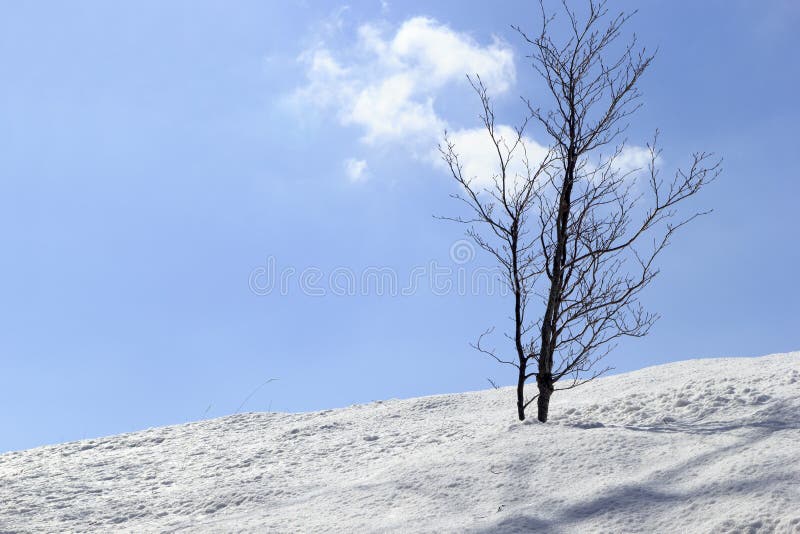 Tree in snow stock image. Image of landscape, white - 119742419