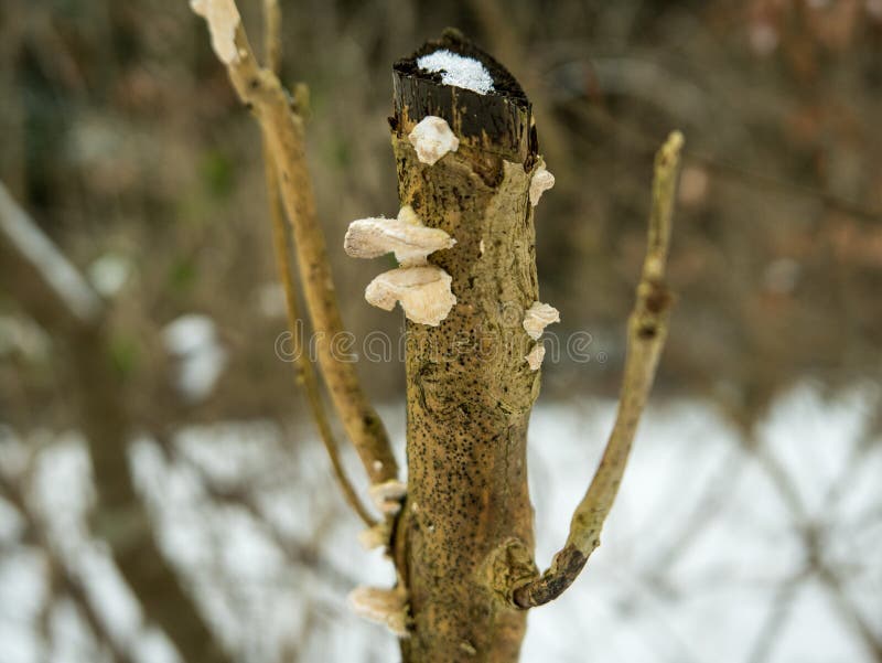Tree with snow on it stock photo. Image of close, winter - 79753414