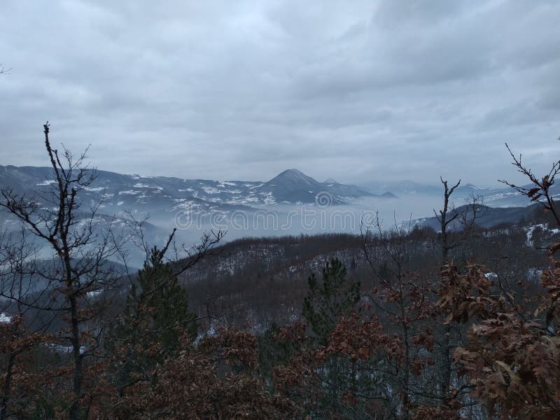 Tree in snow stock image. Image of snow, black, closeup - 137617749
