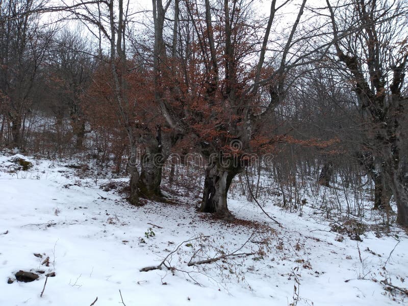 Tree in snow stock image. Image of snow, tree, closeup - 137618365
