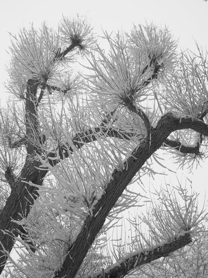 Tree with Snow Cover Along the Pegnitz River, Nuremberg, Germany Stock ...