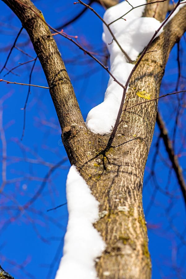 Tree with snow cover stock photo. Image of space, strong - 65721052