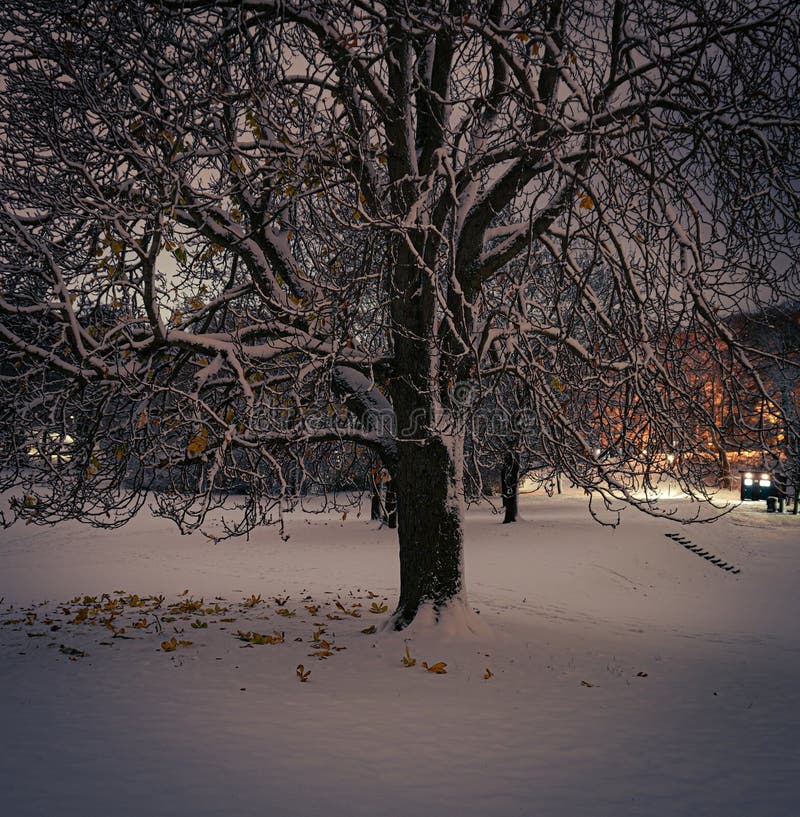 A Tree on Snow Covered Field at Night Stock Image - Image of trunk ...