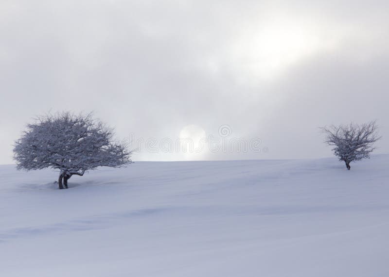 Tree in the Snow at Dawn Sun Stock Photo - Image of december, outdoor ...