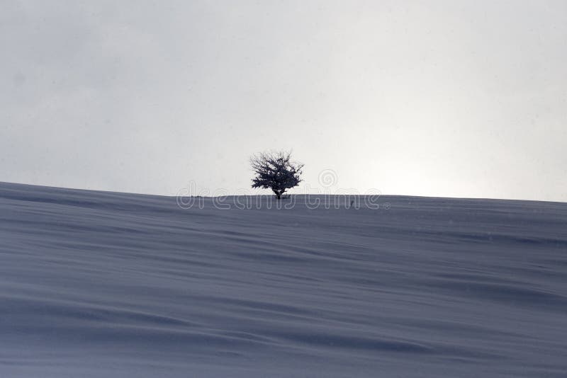 Tree in the Snow at Dawn Sun Stock Image - Image of frosty, moody ...