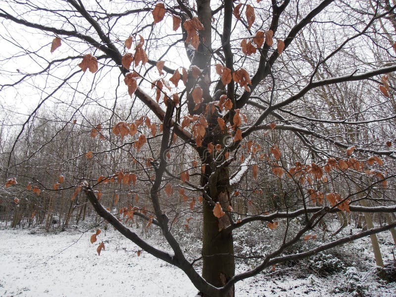 583 Tree Leaves Dropping Stock Photos - Free & Royalty-Free Stock ...