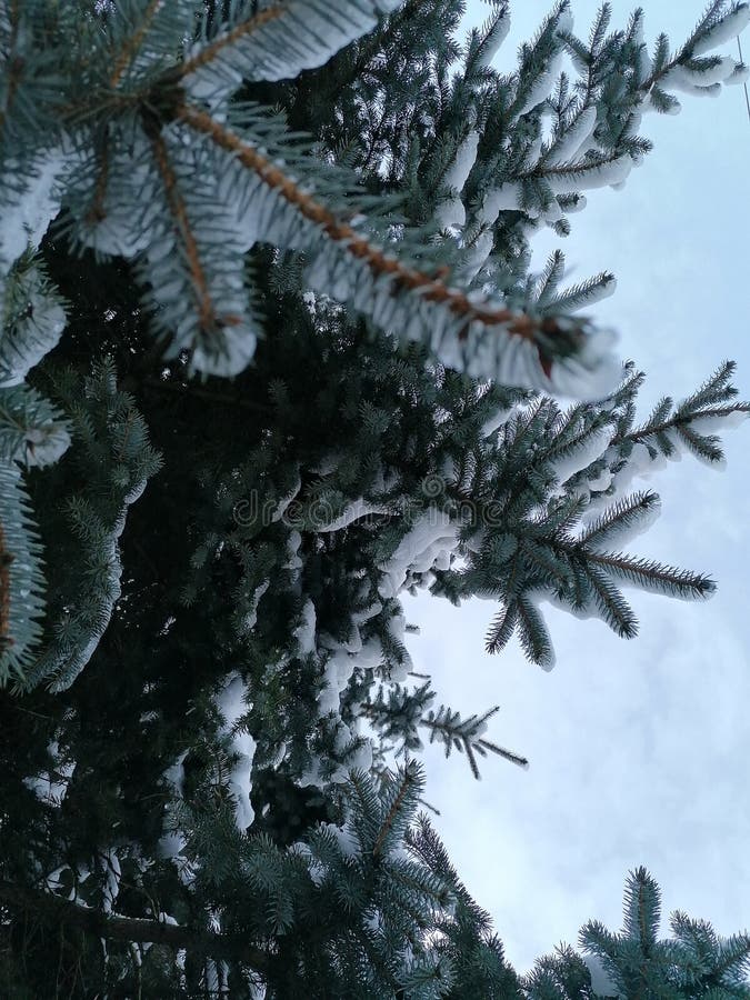 Tree snow everywhere stock photo. Image of everywher - 208890458