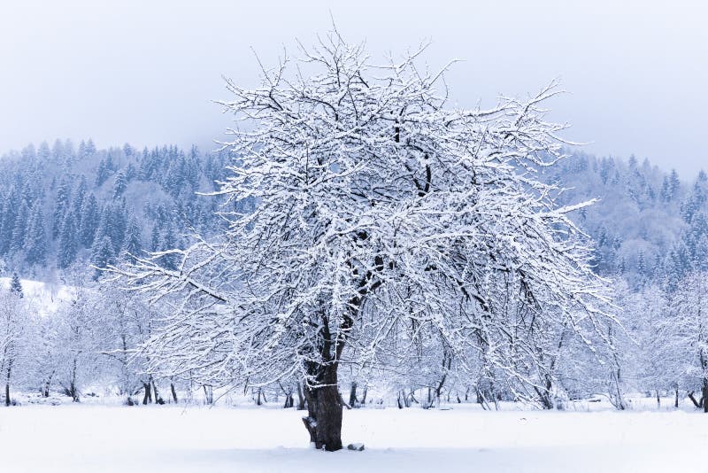 Tree in the snow field stock photo. Image of cold, winter - 135777600