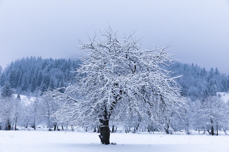 Tree in the snow field stock photo. Image of cold, winter - 135777600
