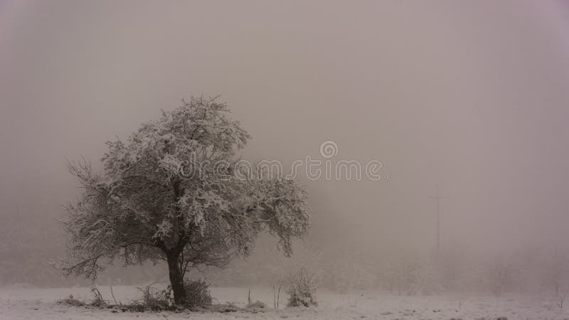 Tree in a snow field stock photo. Image of frosty, holidays - 106837682