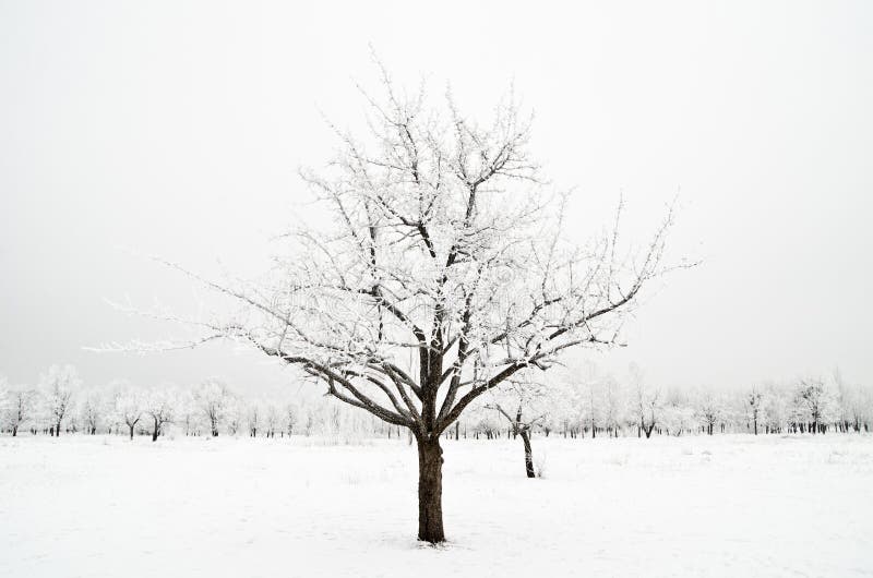 Solitary Tree in a Snow Covered Field Stock Image - Image of outdoors ...