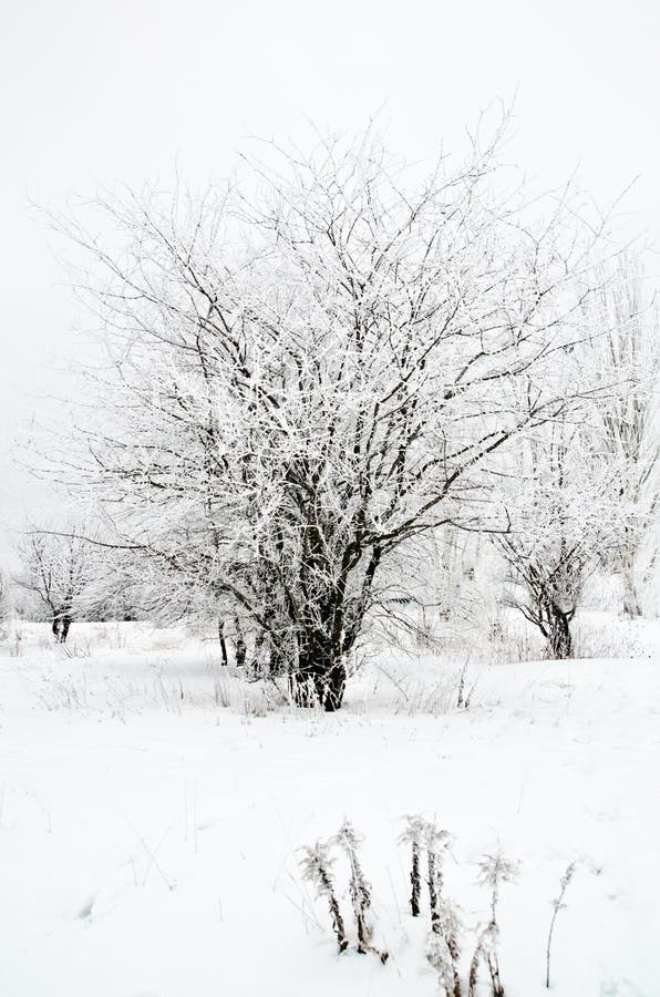 Tree in a snow stock image. Image of outdoor, branches - 38916275