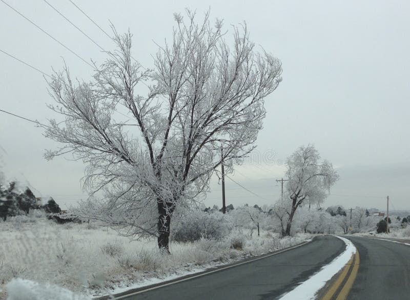 Tree after Snow and Ice Storm Stock Image - Image of snow, tree: 38415139