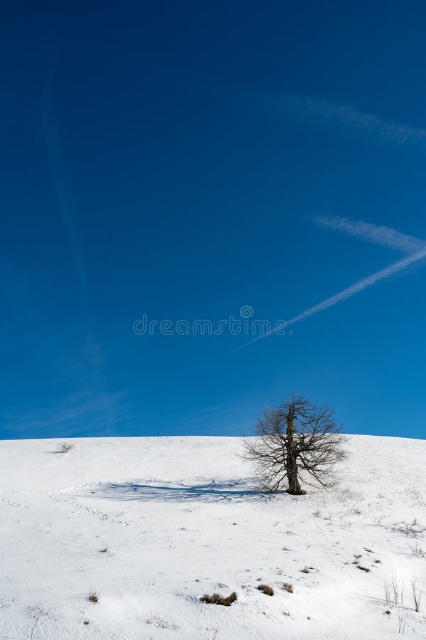 A Tree in the Snow with a Long Shadow and Blue Sky Stock Photo - Image ...