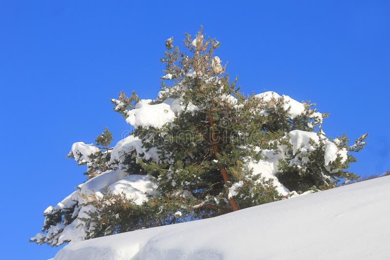 Tree with snow in mountain stock image. Image of autumn - 105258955