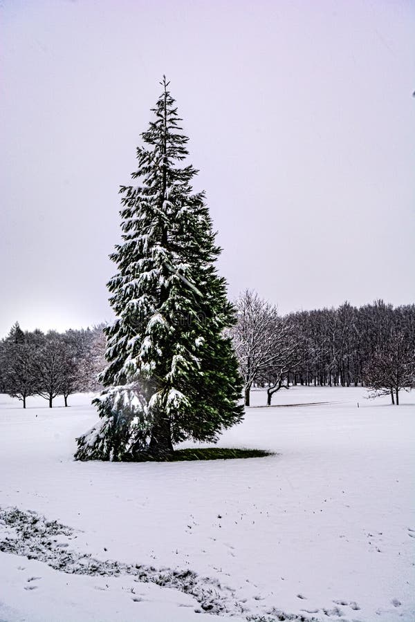 Tree Snow Nature White Green Stock Image - Image of branch, spruce ...