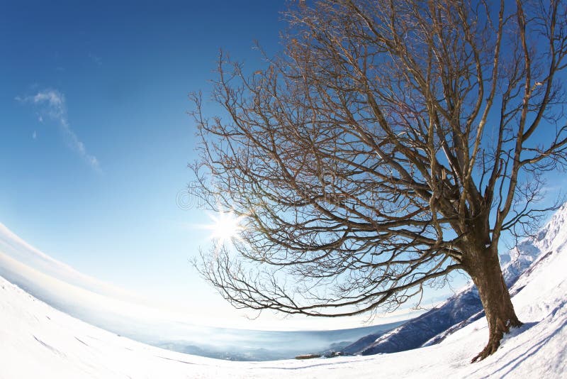 Tree snow sun stock photo. Image of tranquil, rural, silhouette - 7352738