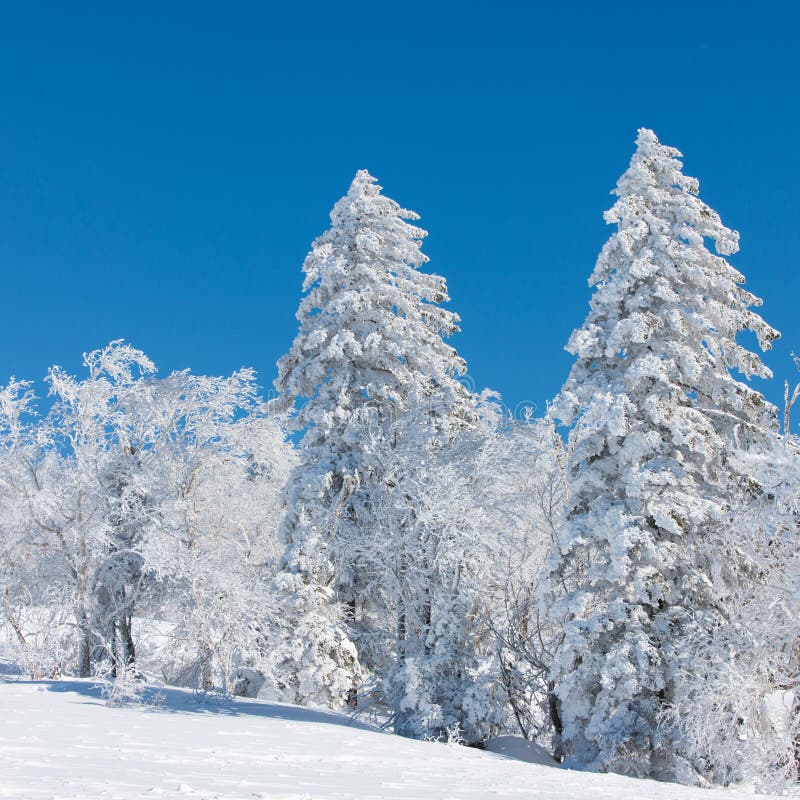 Tree of snow town stock photo. Image of snow, season - 29255326