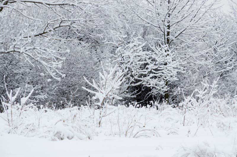 Tree in snow stock image. Image of covering, park, rural - 133833947